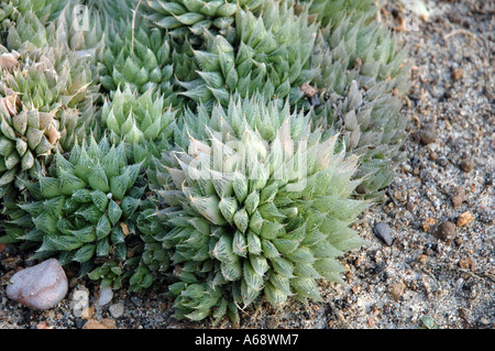 Succulent plant Haworthia mucronata ,Asphodelaceae ,Haworthia decipiens ...