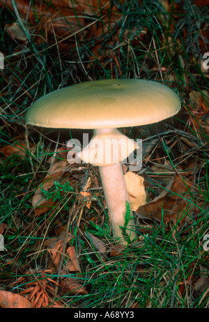 Mushroom, fungi, green death cap, Amanita phalloides, authentic ...