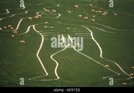 The Cerne Abbas giant giant naked man hillside carving dorset england ...