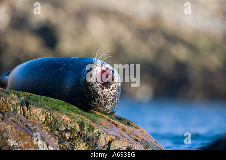 Common seal yawning at haul out site Stock Photo - Alamy