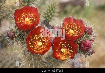 Wolf Cholla Cylindropuntia wolfii Anza Borrego Desert State Park ...