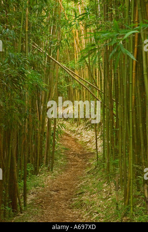 Moleka Trail through bamboo forest Roundtop Mt Tantalus trail system ...