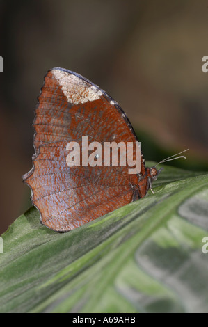 Common Palmfly male - Elymnias hypermnestra Stock Photo - Alamy