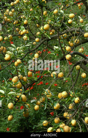 Lemon tree, italy Stock Photo - Alamy