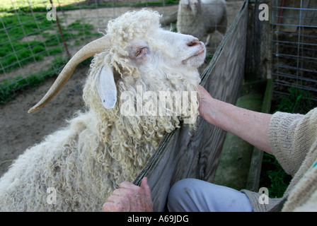 "Angora goat inspected by owner, USA Stock Photo - Alamy