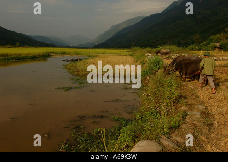 Blue Hmong man bathing his water buffalos in the community of Satong ...