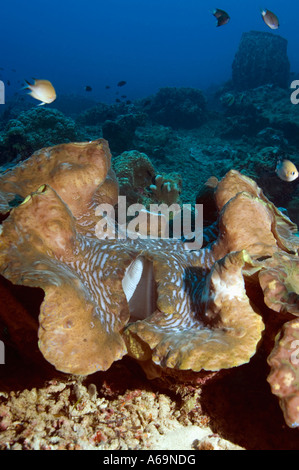 Two Giant Clams (Tridacna gigas) between stony coral, Hurghada, Egypt ...