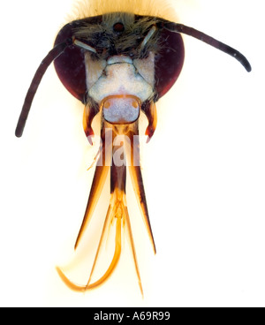 Bee head showing mouth parts proboscis white background Stock Photo - Alamy