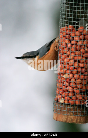 NUTHATCH SITTA EUROPAEA ON NUTFEEDER FRONT VIEW Stock Photo - Alamy