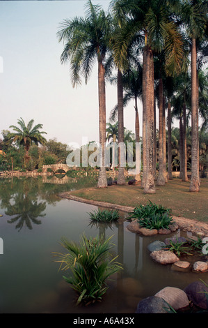 China, Yunnan, Xishuangbanna, Menglun, Botanic Gardens, Dracaena ...