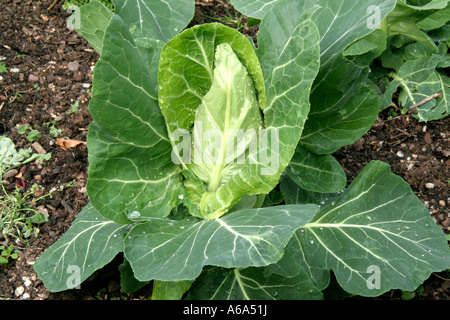 Cabbage Pixie matures in late March and April with pointed heads on a ...
