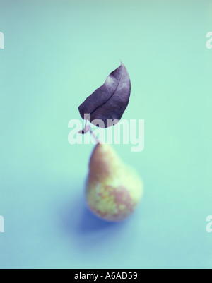 Single dried pear fruit and a fresh pear close up isolated on white ...
