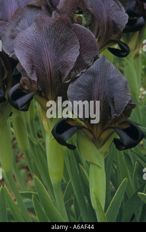 The Black Iris the national flower of Jordan Stock Photo - Alamy