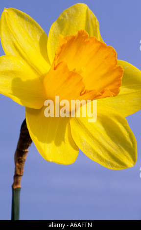 Daffodil national flower of wales symbol icon iconic symbolic Stock ...