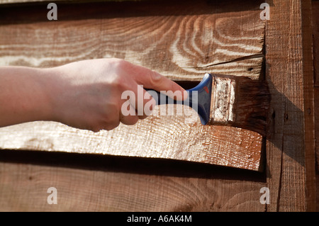 creosote, creosoting, painting, fence, shed, woodwork, paintbrush, DIY ...