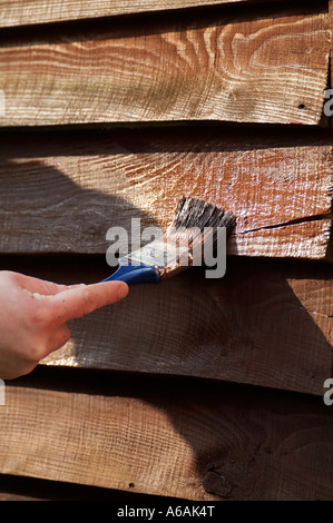 creosote, creosoting, painting, fence, shed, woodwork, paintbrush Stock ...