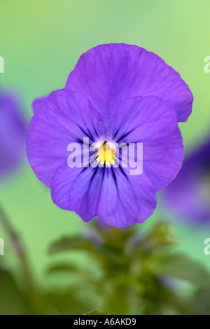 close-up shot of blue and purple paper layers for background Stock ...