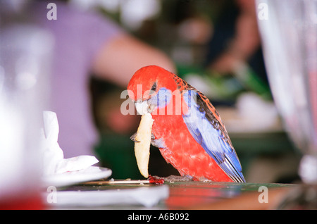 Parakeet eating chip Stock Photo - Alamy
