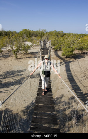 boardwalk aerial walkway bridge mangroves tourists crossing hesitant ...