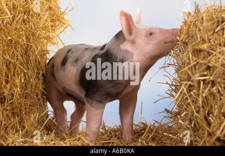 pig piglet standing in straw Stock Photo - Alamy