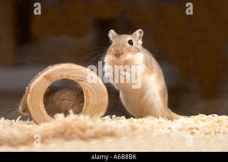 Gerbil in captivity. March 2007 Stock Photo - Alamy