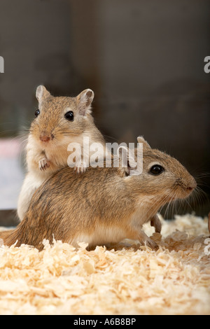 Two gerbils in captivity. March 2007 Stock Photo - Alamy