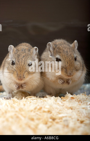 Two gerbils in captivity. March 2007 Stock Photo - Alamy