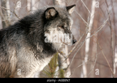 Black Timber Wolf in Northern Minnesota Stock Photo - Alamy