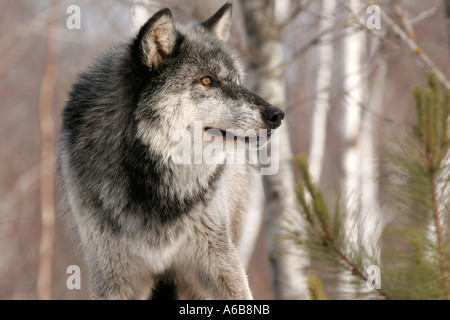 Black Timber Wolf in Northern Minnesota Stock Photo - Alamy