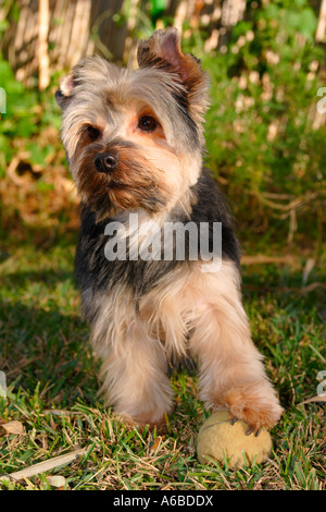 Yorkshire playing with his ball Morocco Stock Photo - Alamy