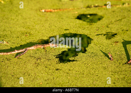 Duckweed, flooded wetland, Blakemere Moss, Delamere Forest, part of the ...