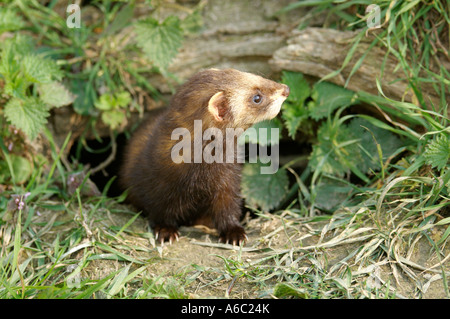 Polecats are nocturnal mustelids that hunt rodents, frogs British ...