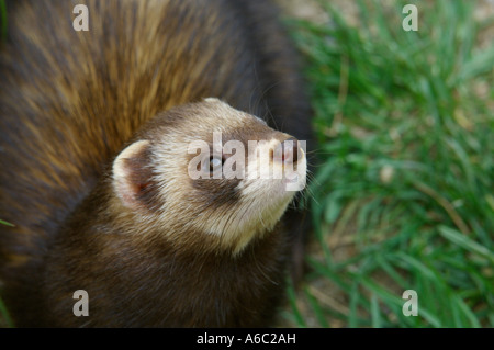 Polecats are nocturnal mustelids that hunt rodents, frogsBritish ...