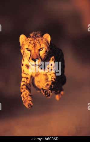Cheetah on the Run Stock Photo - Alamy