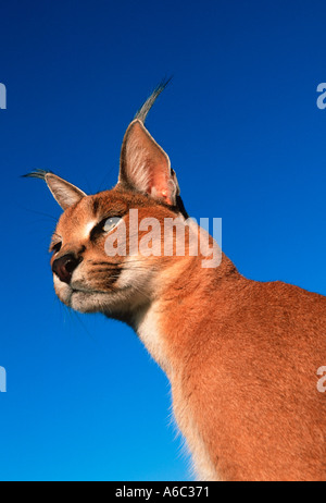 Caracal Felis caracal A small predatory cat jumping Against white ...