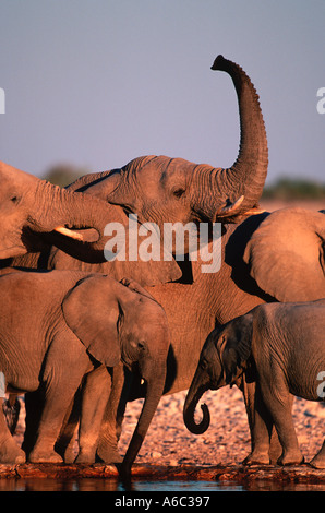 a big elephant family in africa is walking around for eating and ...