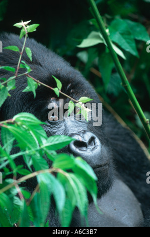 Portrait of an Eastern mountain gorilla in tropical forest of Uganda ...