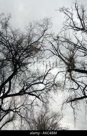 Elm trees in winter Stock Photo - Alamy