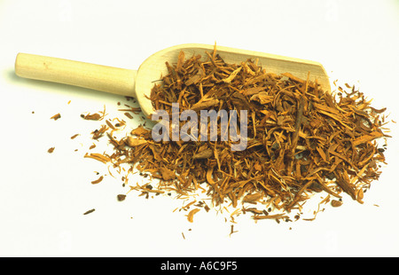 ratanhia rhatany root medicinal plant krameria triandra Stock Photo - Alamy