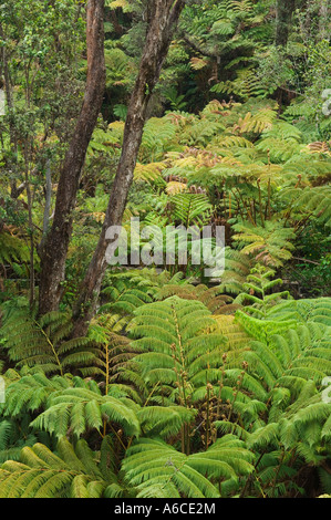 Tropical rainforest of native Hawaiian tree species at Kokee State Park ...
