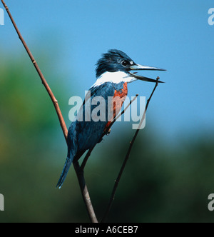 Ringed Kingfisher perch on a branch in the Pantanal Stock Photo - Alamy