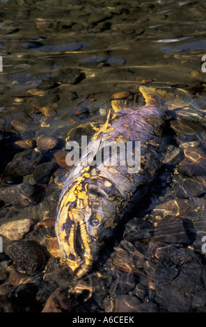 Dead and Dying Salmon in a Spawning Stream near Valdez, Alaska Stock ...