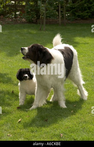 landseer dog puppy Stock Photo - Alamy