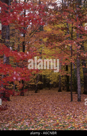 Trees in a forest during autumn, Washington, USA Stock Photo - Alamy