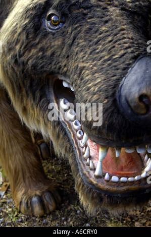 rodent rat large huge massive head face teeth close-up andrewsachus ...