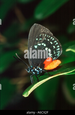 atala caterpillar Eumaeus atala insects bugs Stock Photo - Alamy