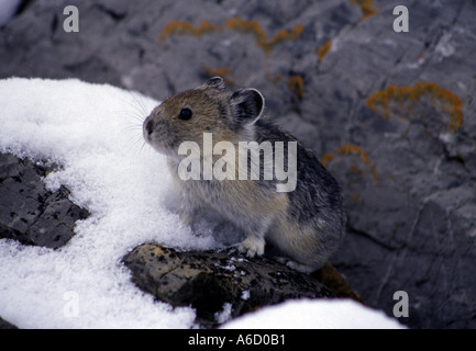 A Pika (Ochotona princeps) amongst alpine plants and flowers Stock ...
