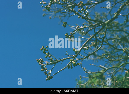 Gumbo limbo tree Bursera simaraba Stock Photo - Alamy