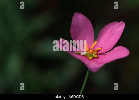 large flowered sabatia Sabatia grandiflora Monroe Everglades National ...