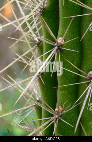 fragrant prickly apple cactus Harrisis fragrans Martin County Savannas ...